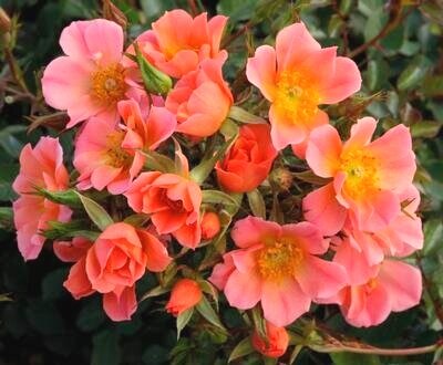 Shrub Roses — Sunnyside Nursery