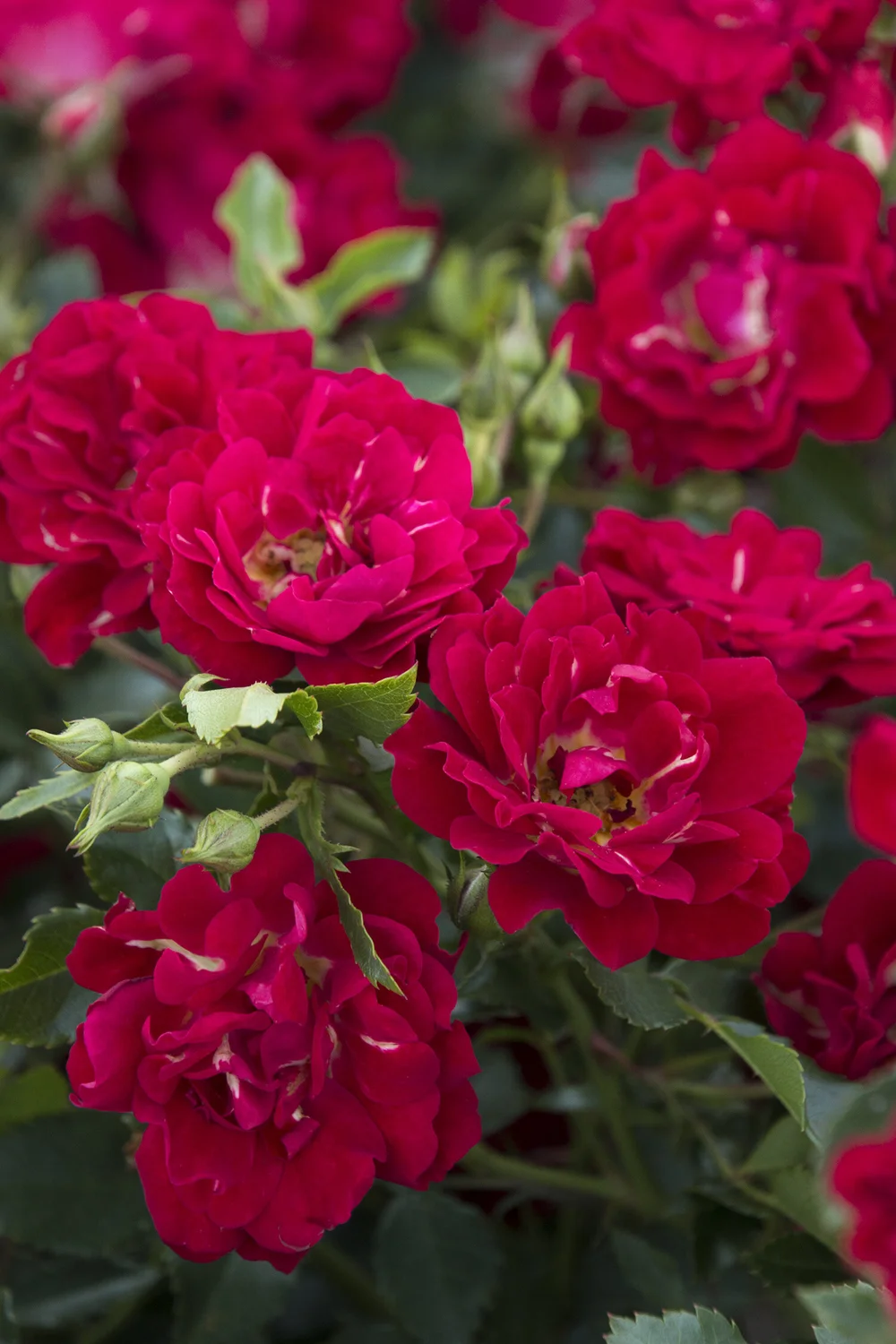 Shrub Roses — Sunnyside Nursery