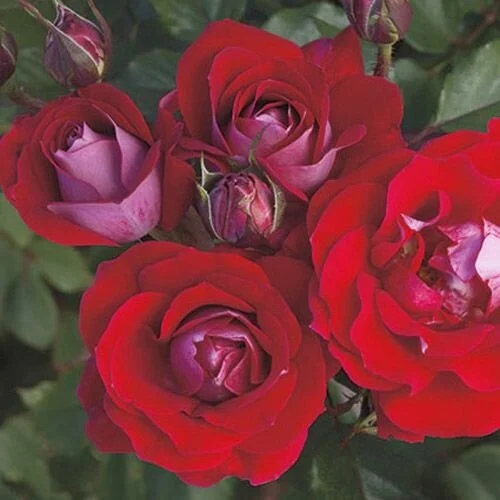 Shrub Roses — Sunnyside Nursery