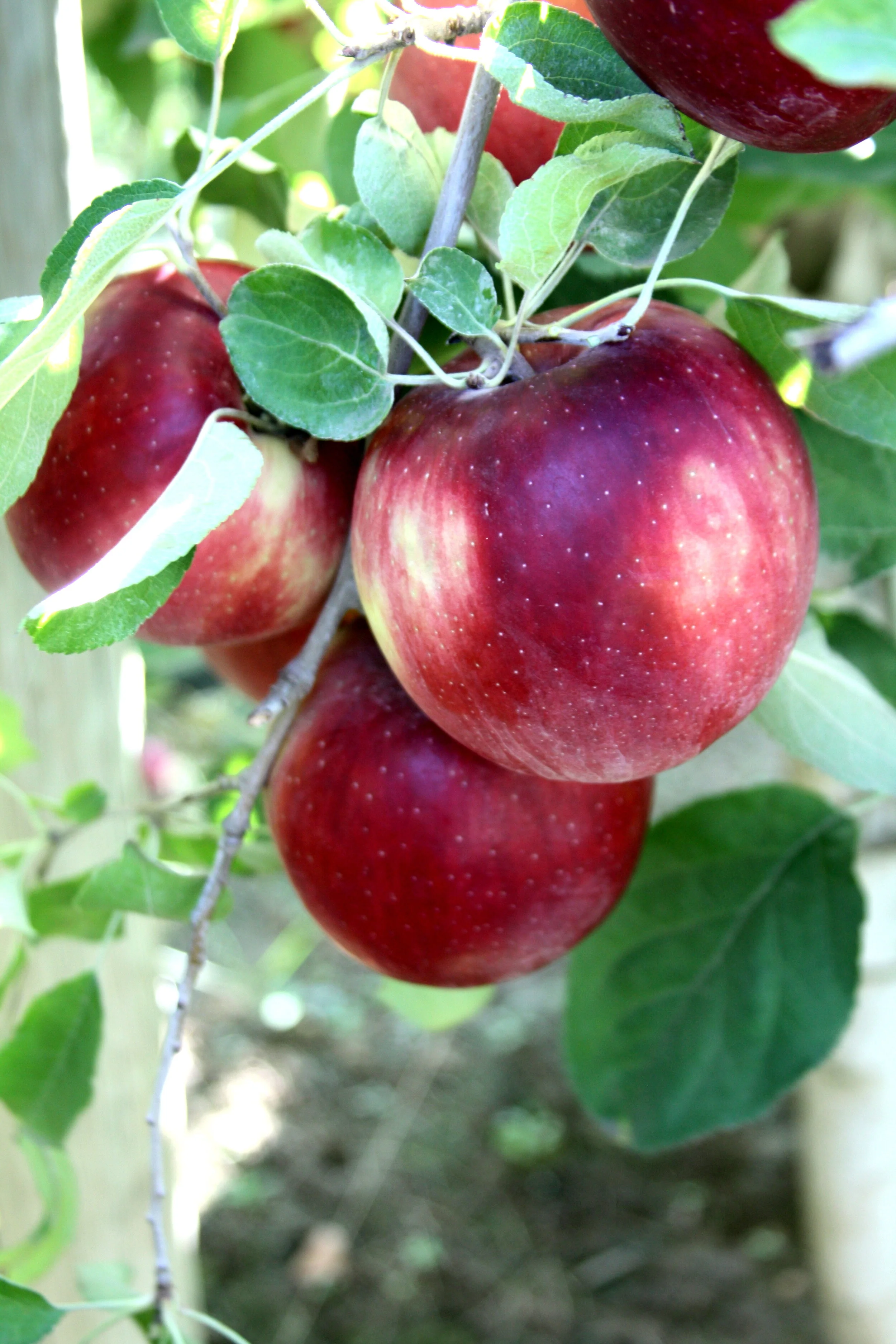 Apple Trees — Sunnyside Nursery