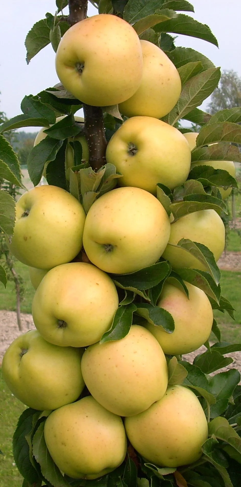 Apple Trees — Sunnyside Nursery