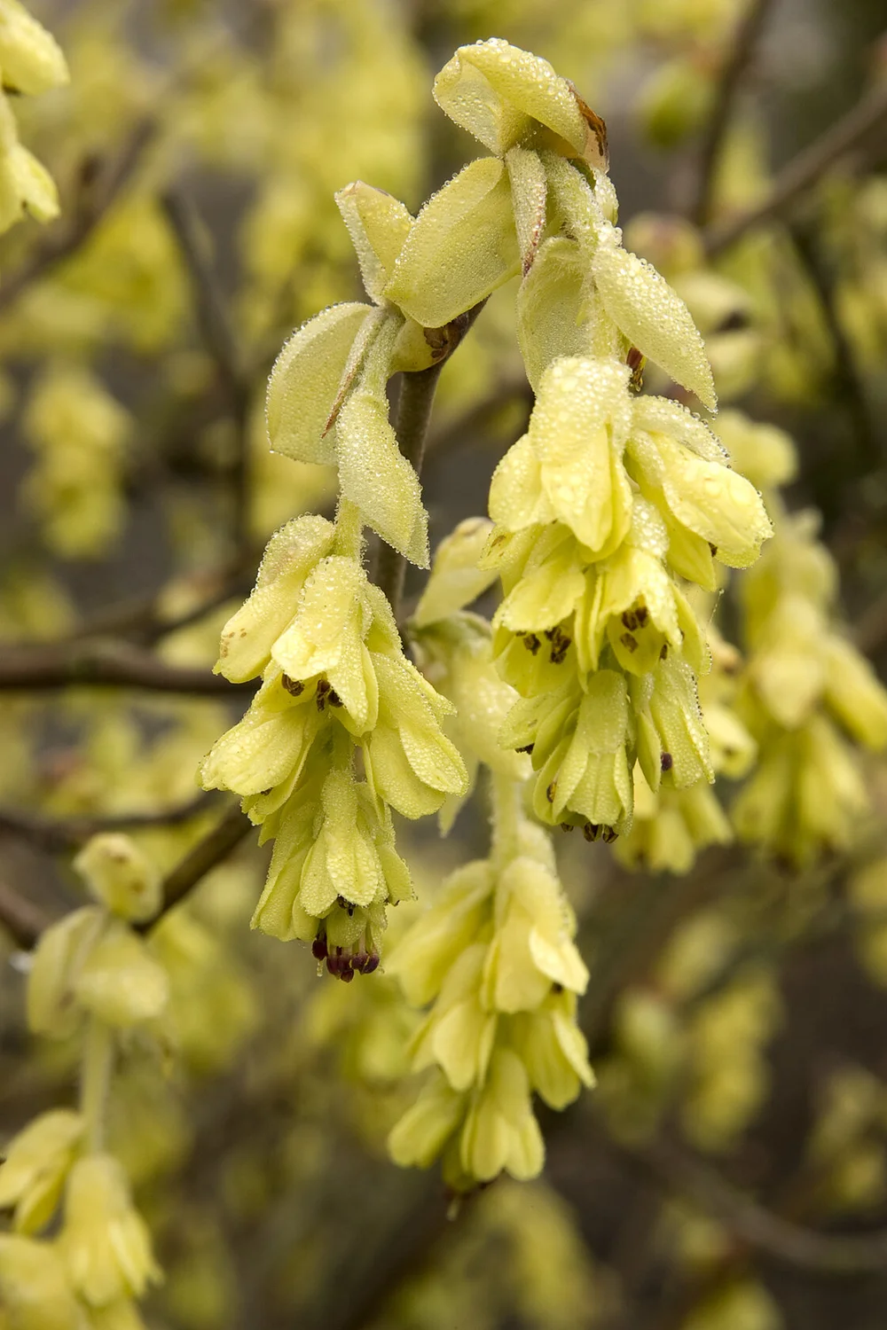 Winter Bloomers — Sunnyside Nursery