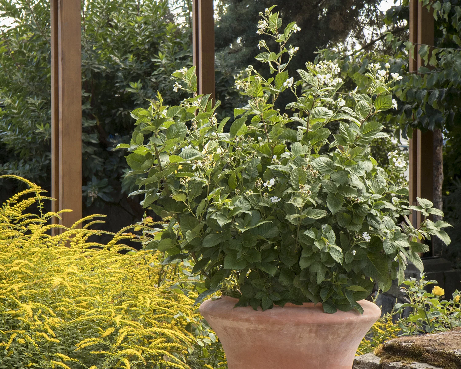 Brambles — Sunnyside Nursery
