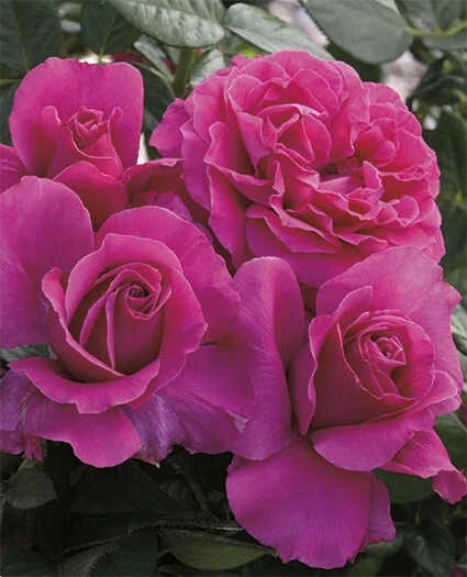 Grandiflora Roses — Sunnyside Nursery