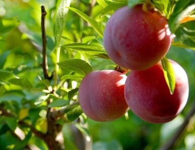 Fruit Trees 101 — Sunnyside Nursery