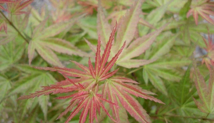Japanese Maples Over 10 Feet — Sunnyside Nursery