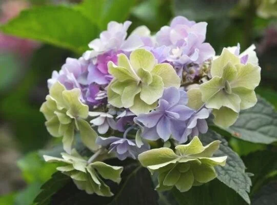 Big Leaf Hydrangeas — Sunnyside Nursery