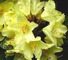 Orange & Yellow Rhododendrons — Sunnyside Nursery