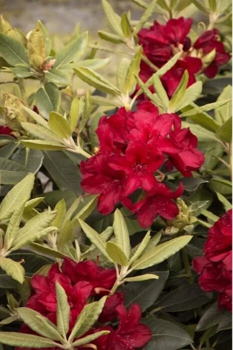 Red Rhododendrons — Sunnyside Nursery