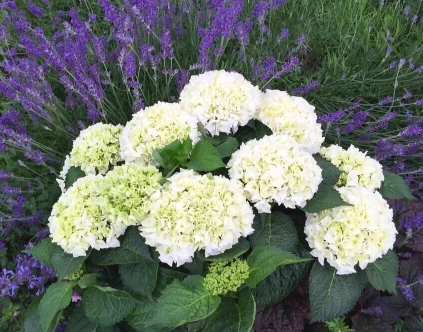 Big Leaf Hydrangeas — Sunnyside Nursery
