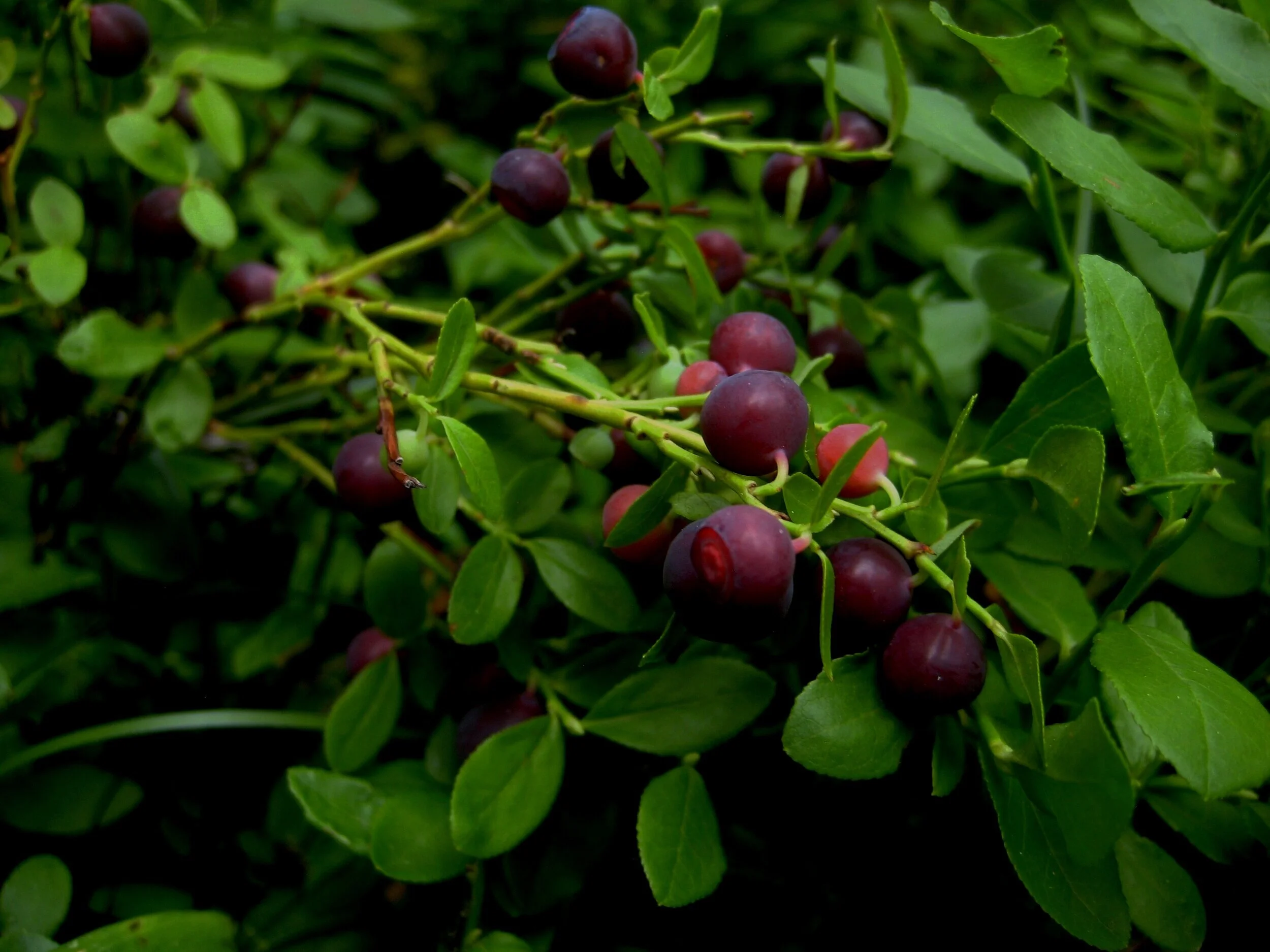 Huckleberries — Sunnyside Nursery