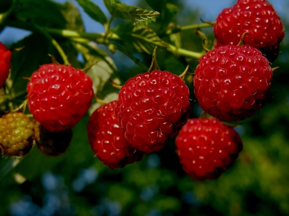 Raspberries — Sunnyside Nursery