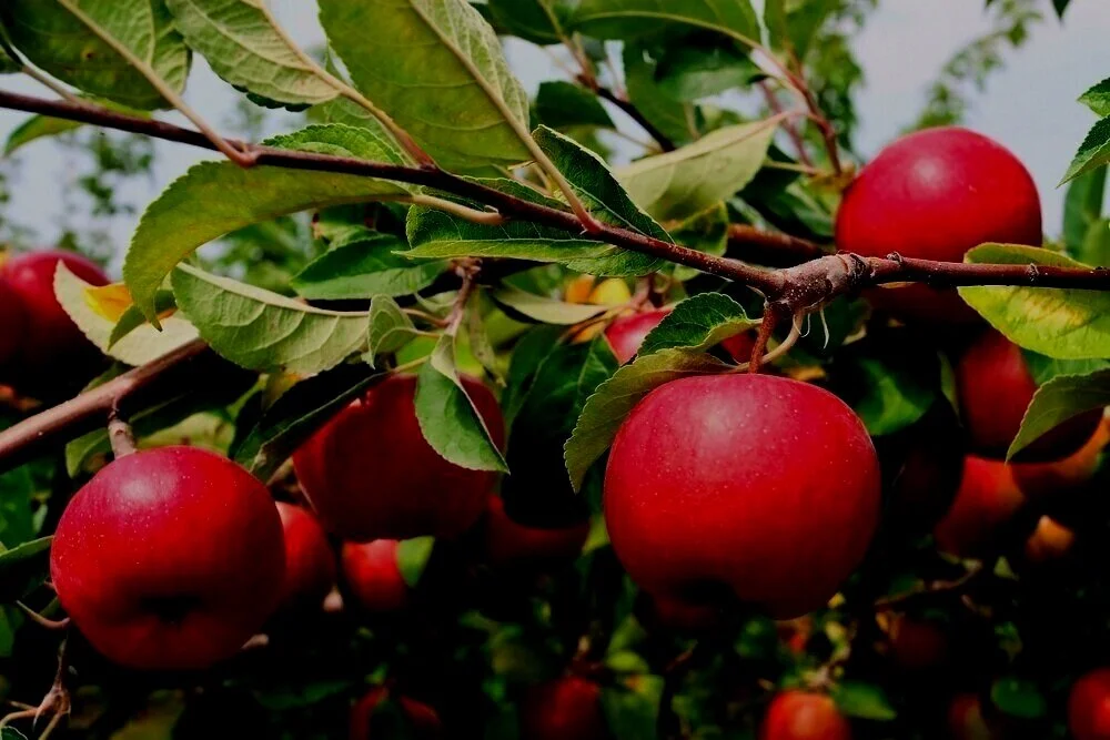 Red Apple Fruit Tree