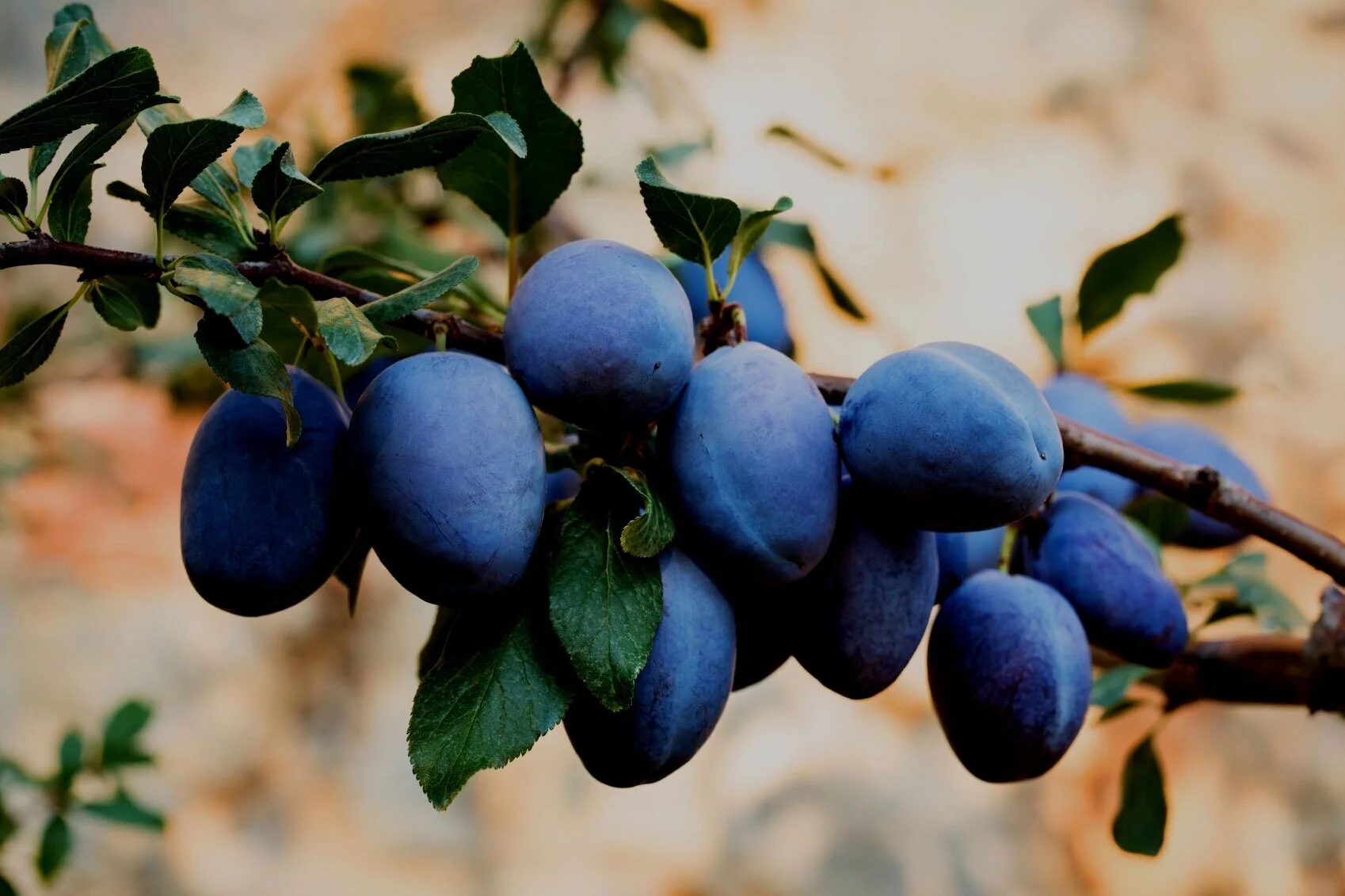 Plum Trees — Sunnyside Nursery