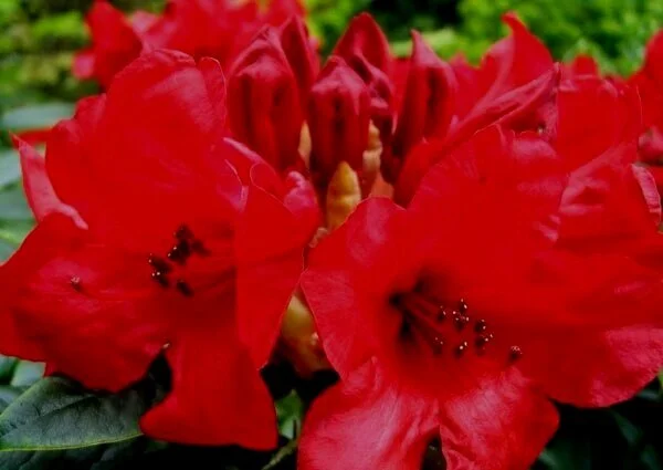 Red Rhododendrons — Sunnyside Nursery