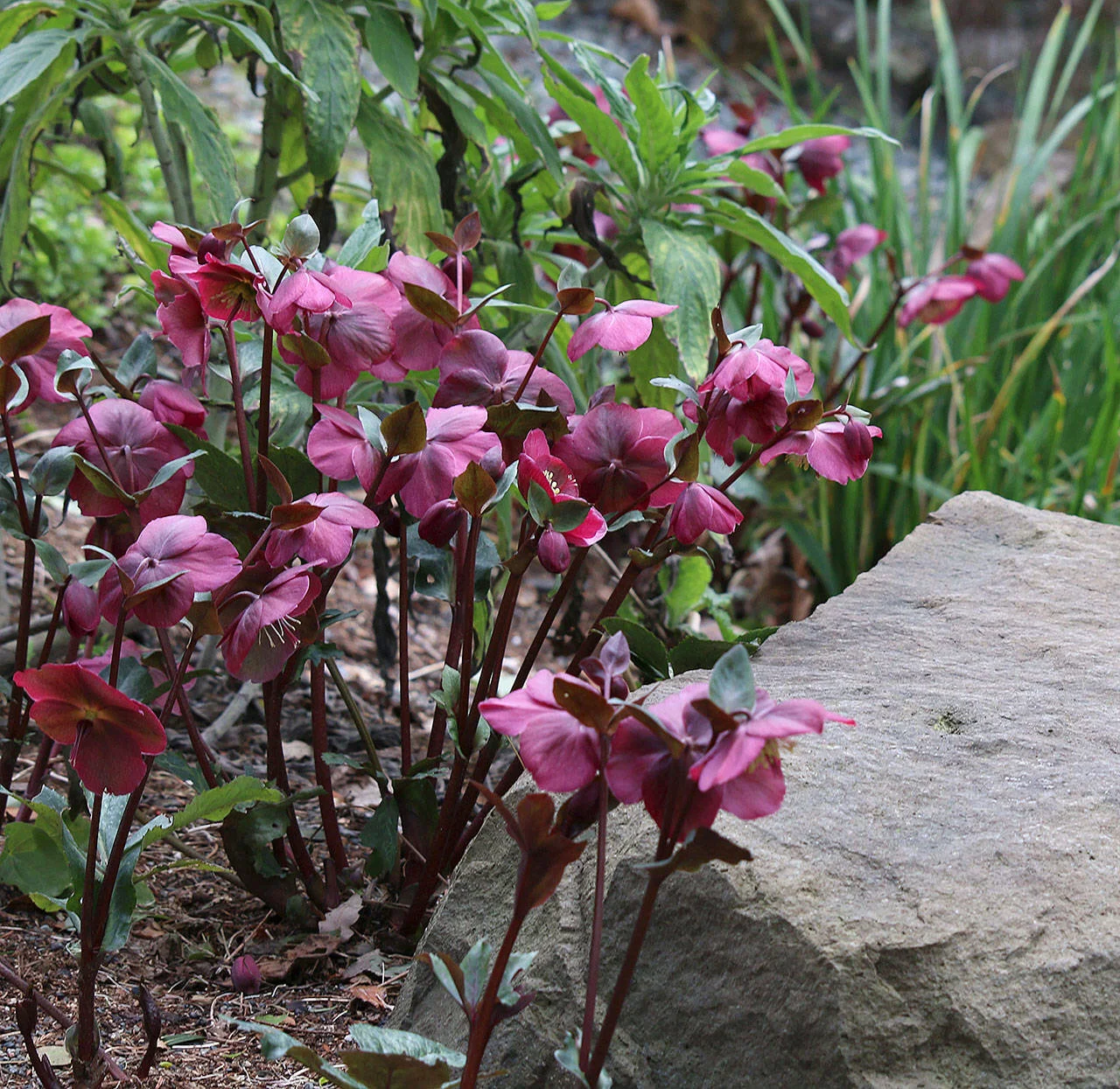 Hellebores — Sunnyside Nursery