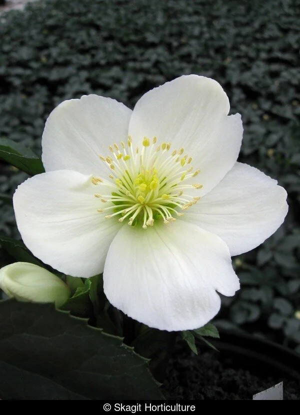 Hellebores — Sunnyside Nursery
