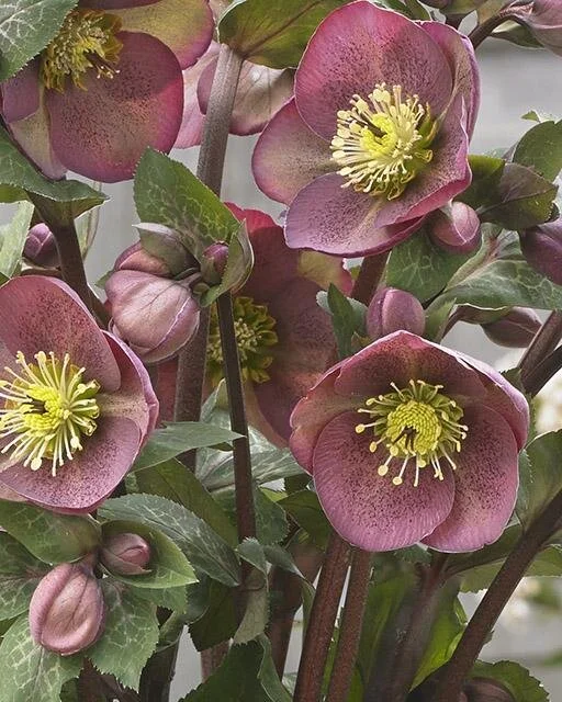 Hellebores — Sunnyside Nursery