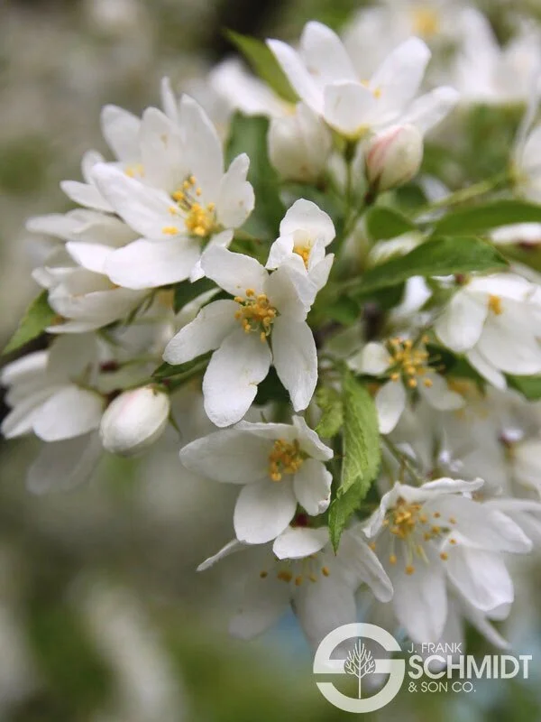 Flowering Crabapples You Can Fall In Love With — Sunnyside Nursery