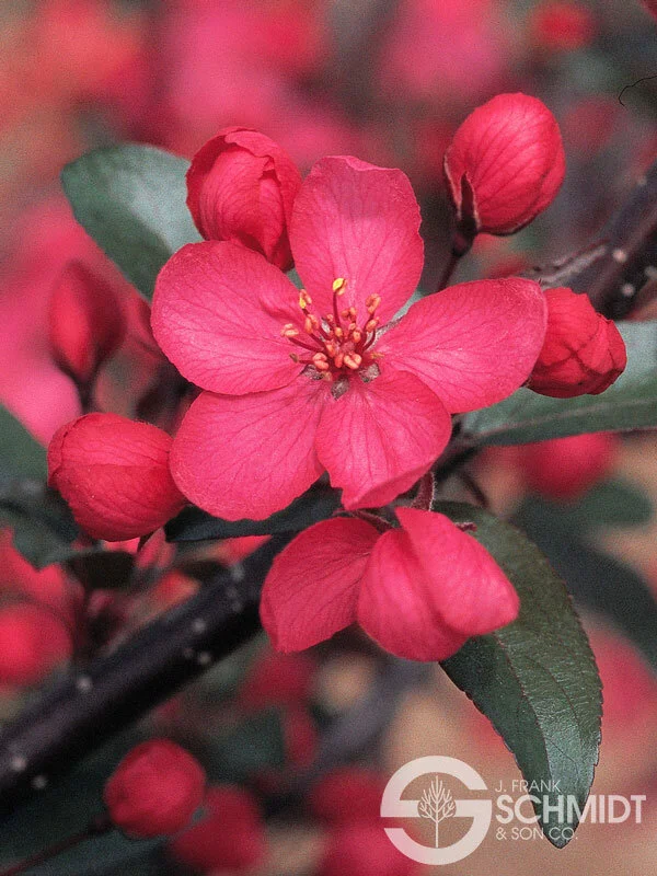 Flowering Crabapples You Can Fall In Love With — Sunnyside Nursery