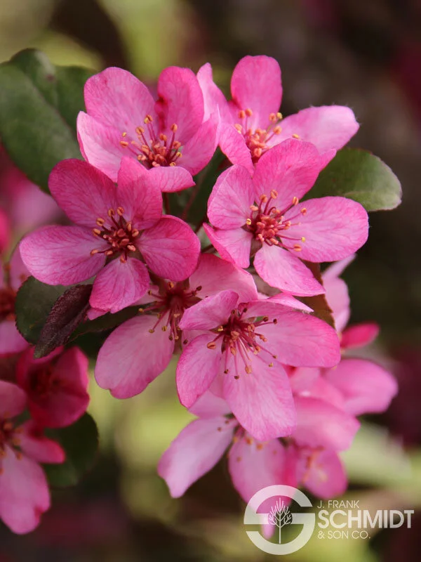 Flowering Crabapples You Can Fall In Love With — Sunnyside Nursery