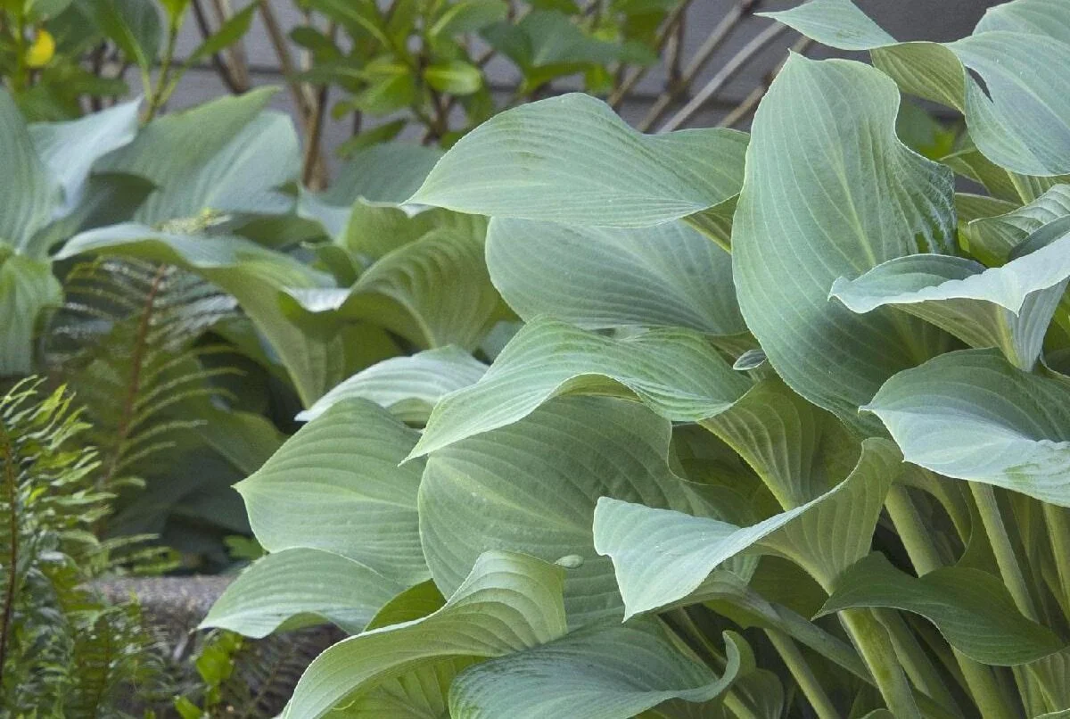Here Comes The Hostas — Sunnyside Nursery