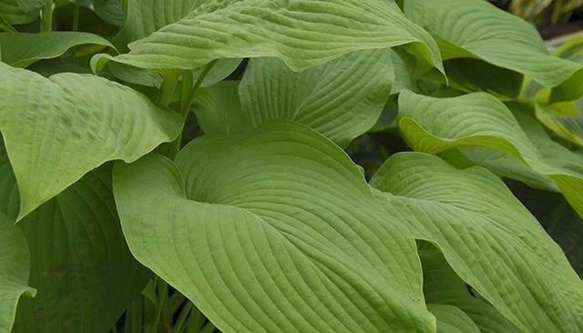 Here Comes The Hostas — Sunnyside Nursery