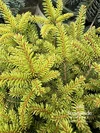 Picea — Sunnyside Nursery