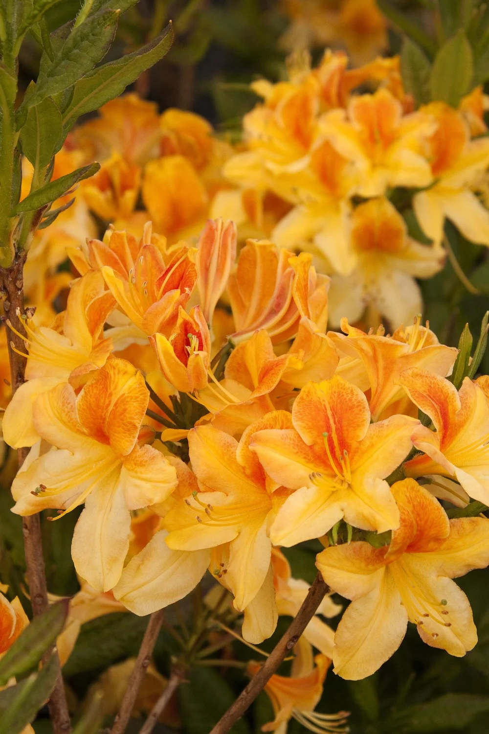 Deciduous Azaleas - No Garden Should Be Without Them — Sunnyside Nursery