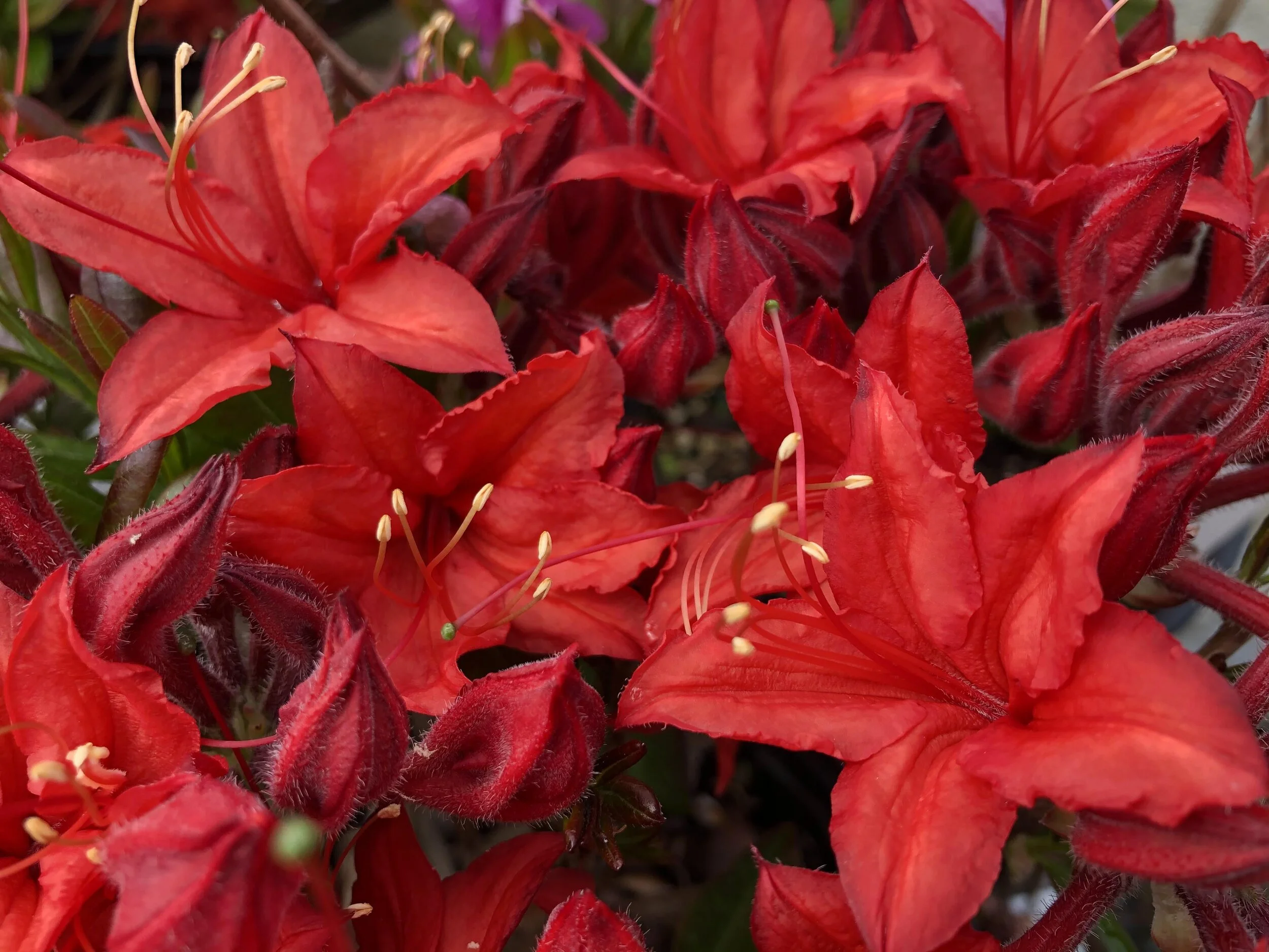 Deciduous Azaleas - No Garden Should Be Without Them — Sunnyside Nursery