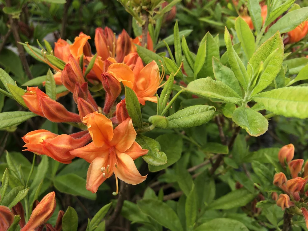 Deciduous Azaleas - No Garden Should Be Without Them — Sunnyside Nursery