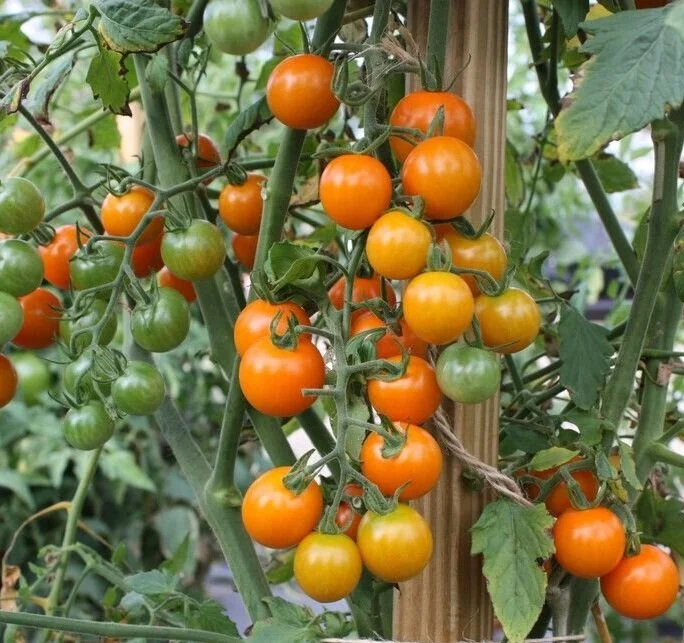 Sun Sugar Tomato