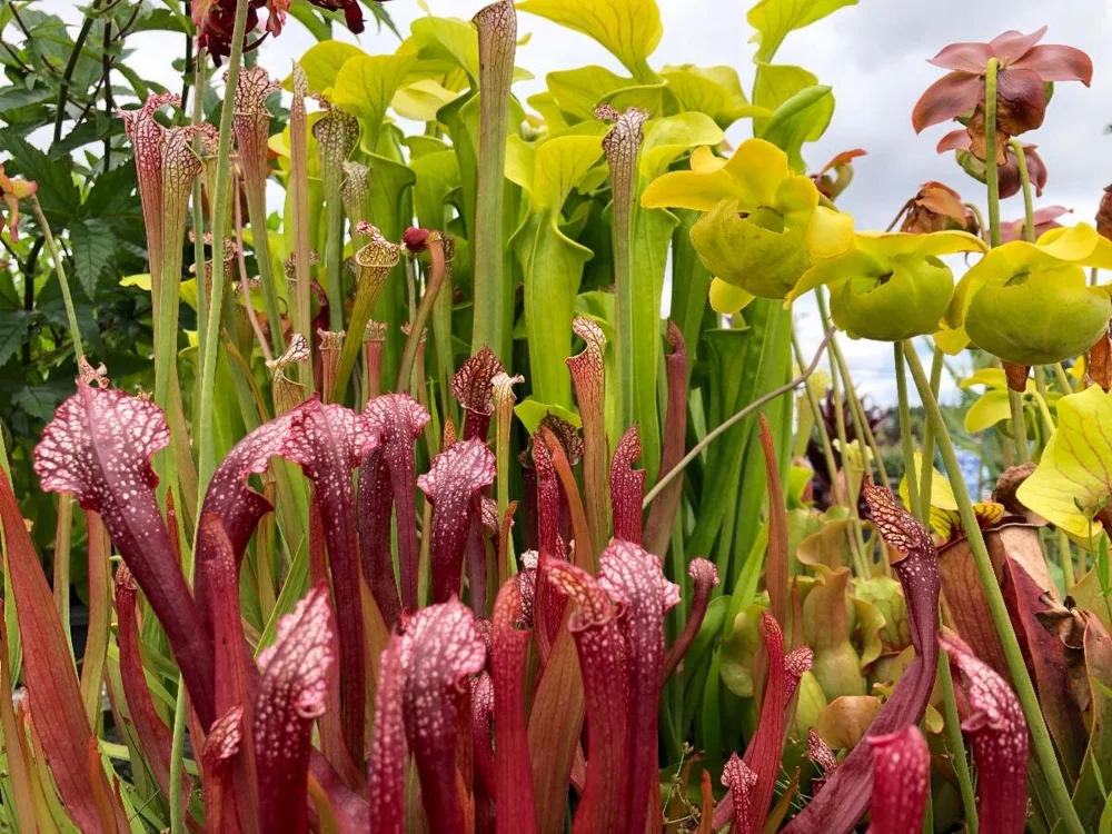Carnivorous Plants Garden