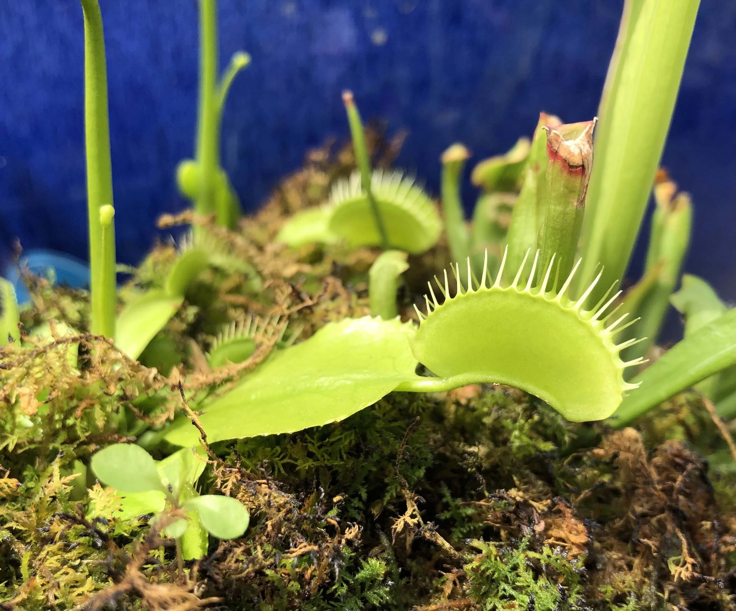 Is There A Carnivorous Bog Garden In Your Future? — Sunnyside Nursery