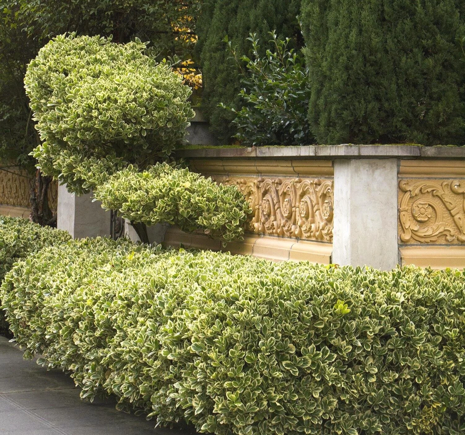 The Many Faces Of Evergreen Euonymus — Sunnyside Nursery