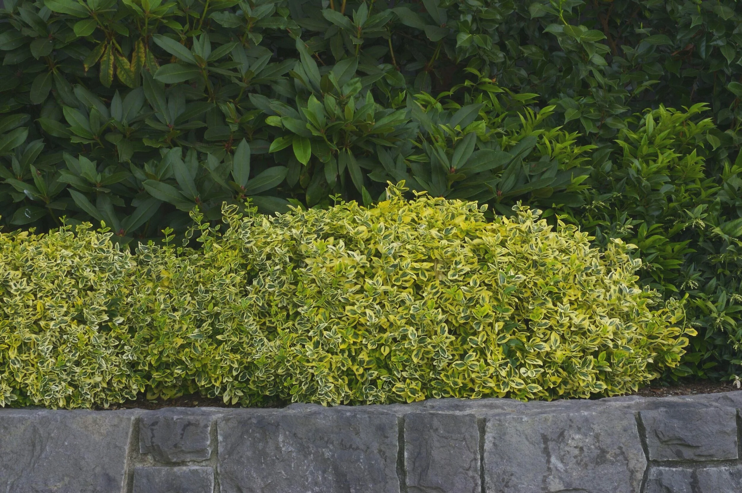 Gold Spot Euonymus Hedge