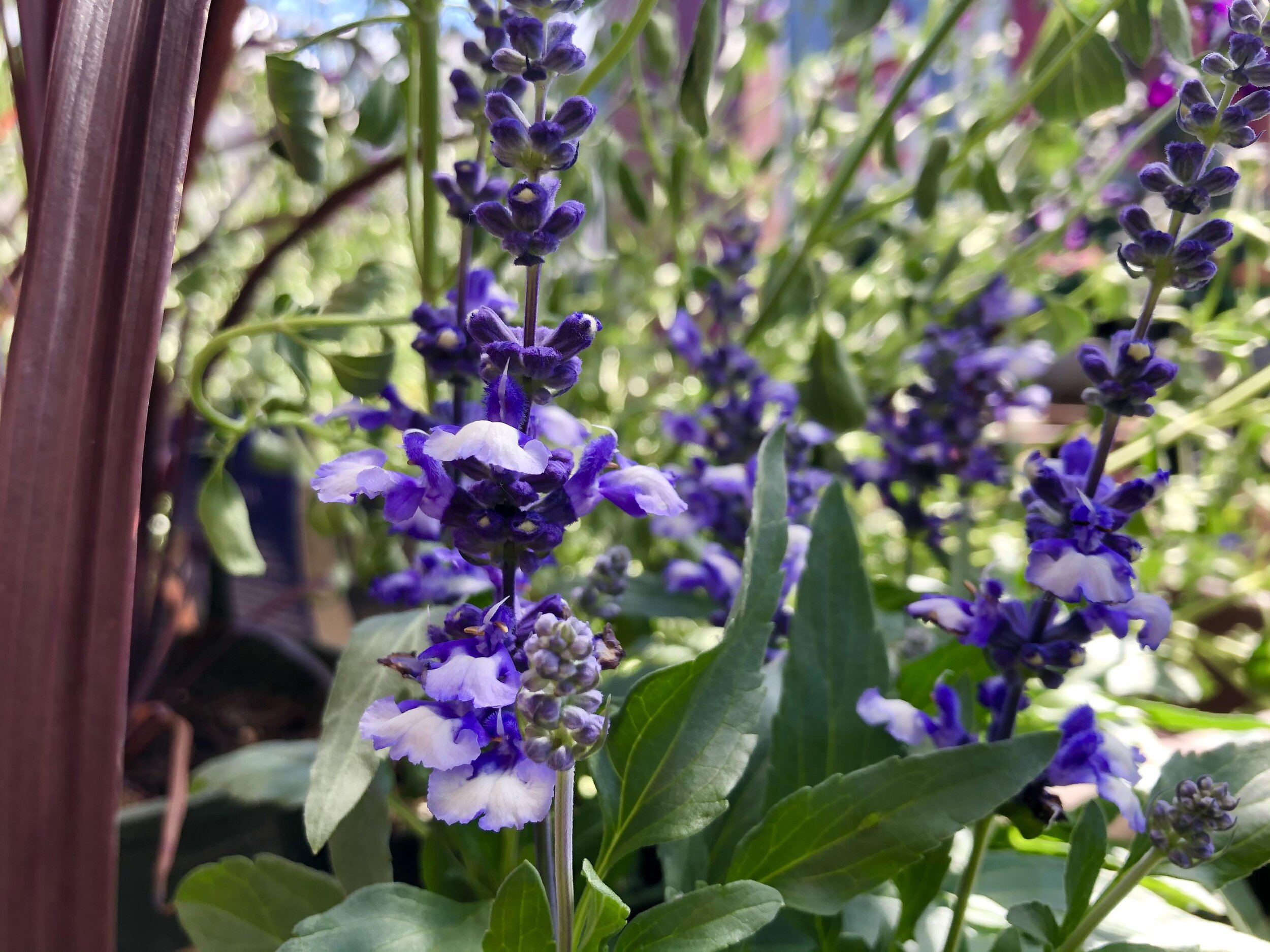 Salivating For Salvias — Sunnyside Nursery