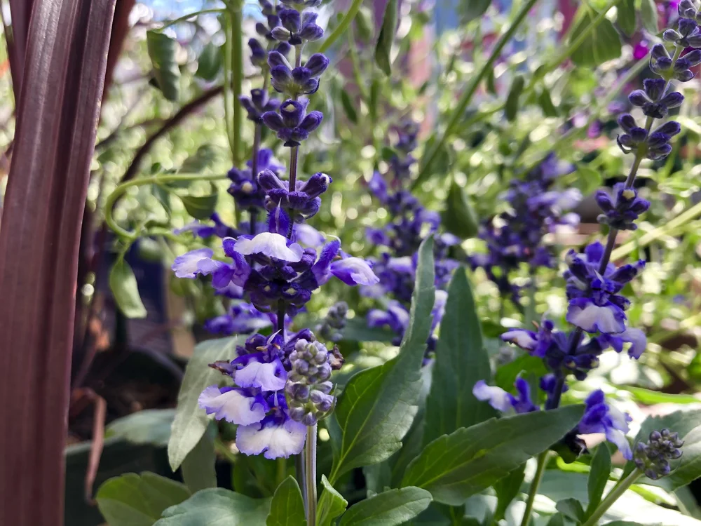 Salivating For Salvias — Sunnyside Nursery
