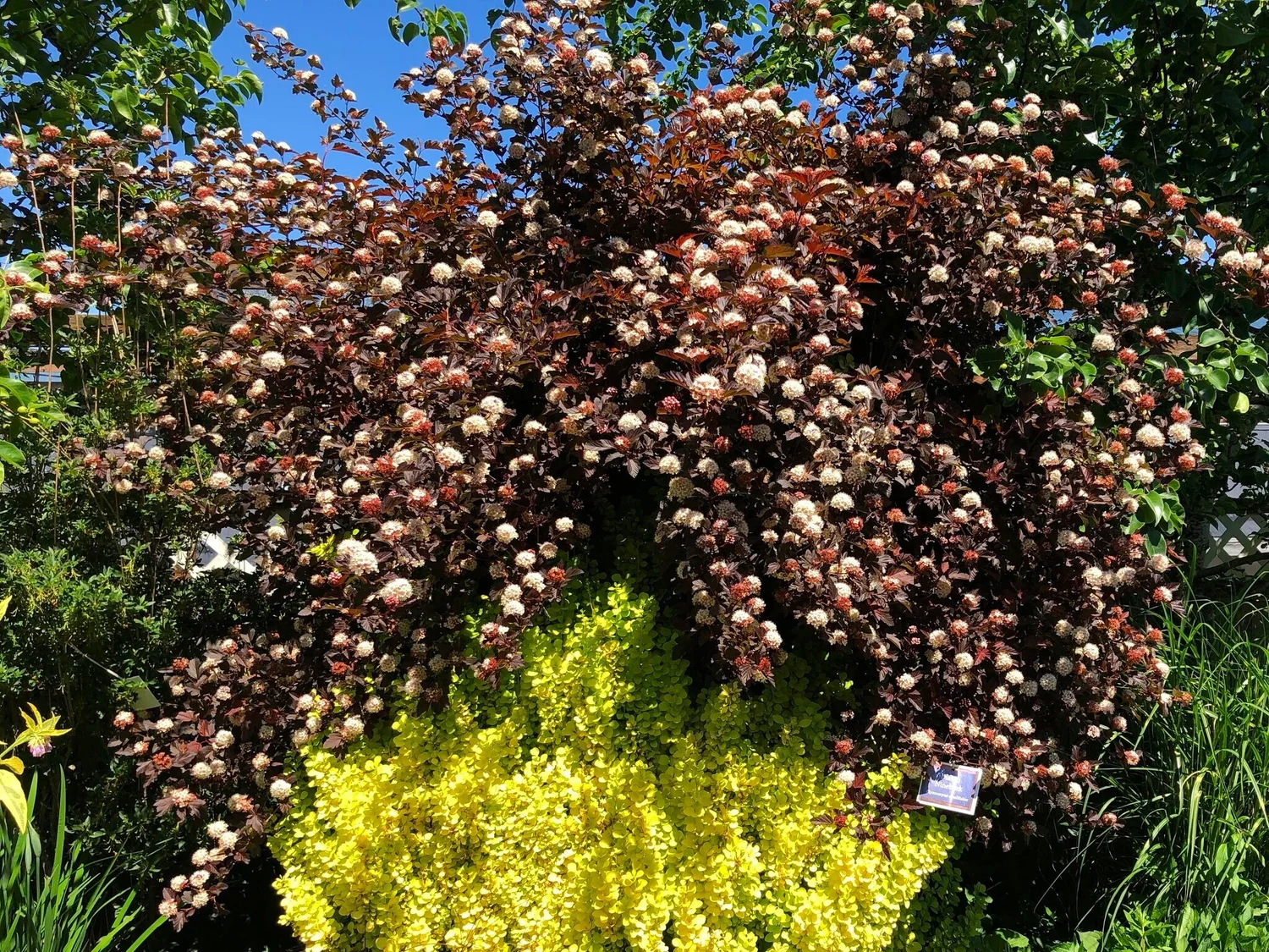4 New Fabulous Ninebarks To Brighten Up The Garden — Sunnyside Nursery
