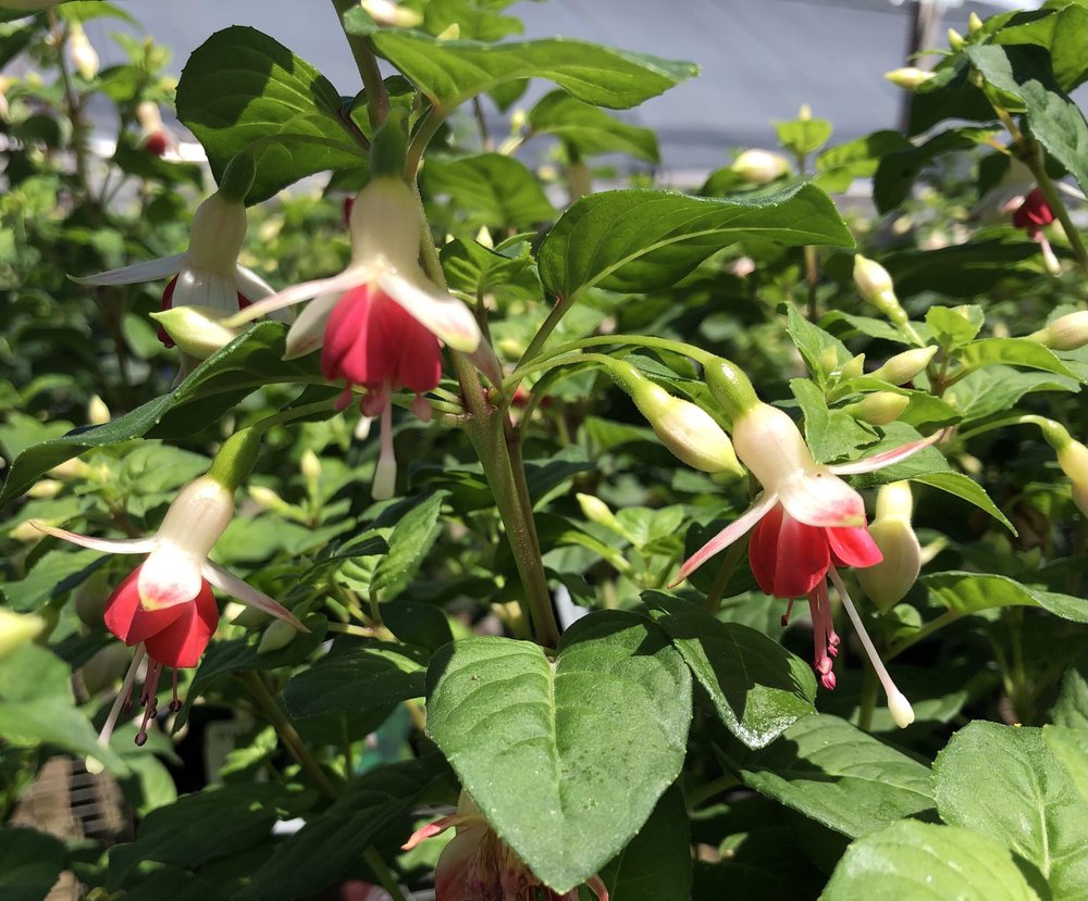 Hardy Fuchsias Are A Blooming Machine! — Sunnyside Nursery