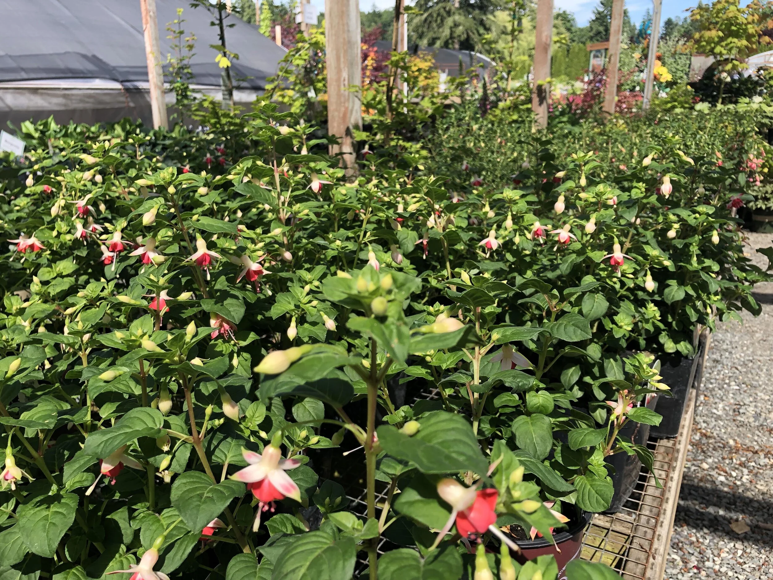 Hardy Fuchsias Are A Blooming Machine! — Sunnyside Nursery