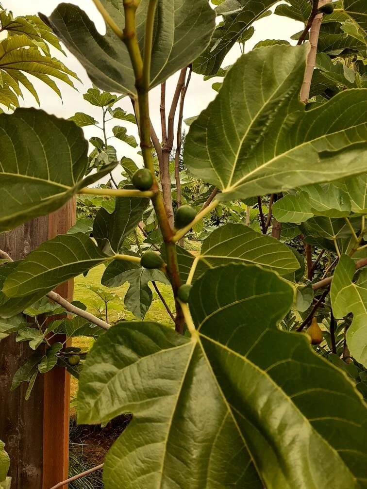 Johnny's Fig Comes Marching Home — Sunnyside Nursery