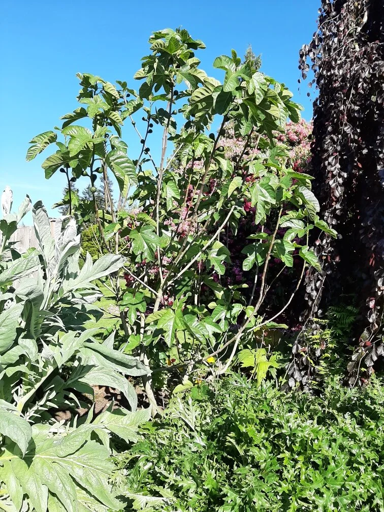 Johnny's Fig Comes Marching Home — Sunnyside Nursery