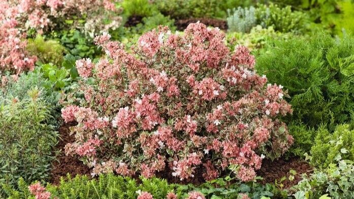 Abelia - It's One Tough Cookie — Sunnyside Nursery