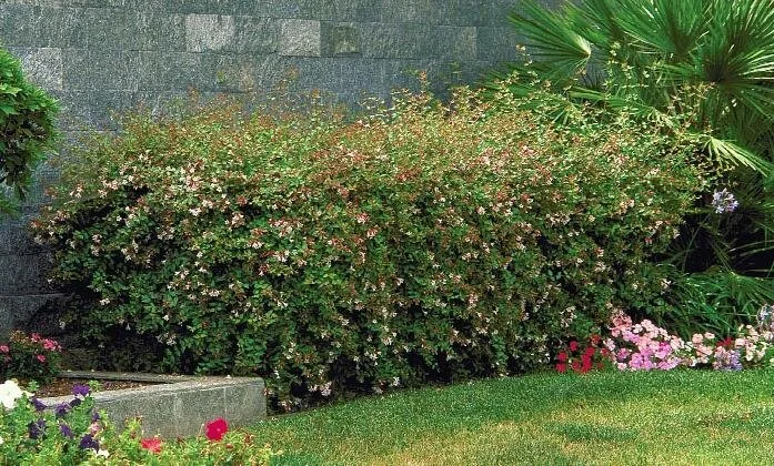 Abelia - It's One Tough Cookie — Sunnyside Nursery