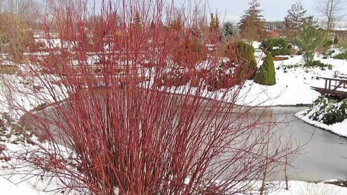 Red Twig Dogwoods - A Shrub For All Seasons — Sunnyside Nursery