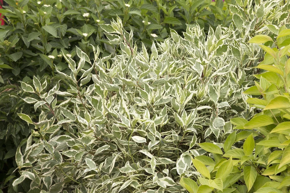 Red Twig Dogwoods - A Shrub For All Seasons — Sunnyside Nursery
