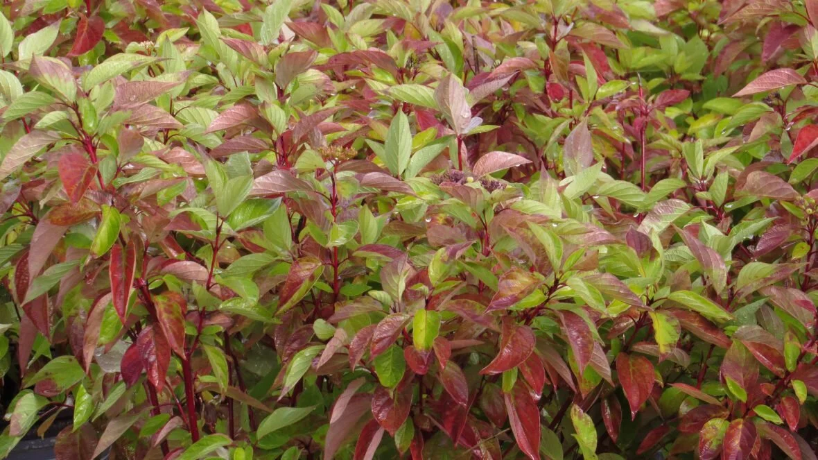 Red Twig Dogwoods - A Shrub For All Seasons — Sunnyside Nursery