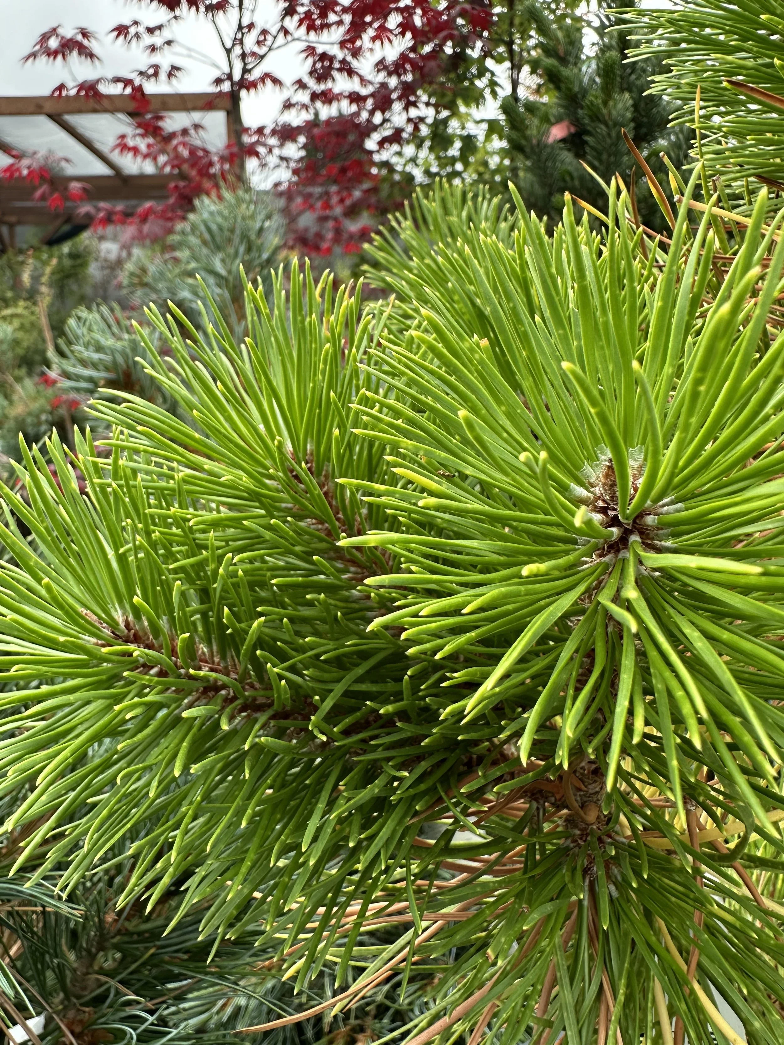 Pinus — Sunnyside Nursery