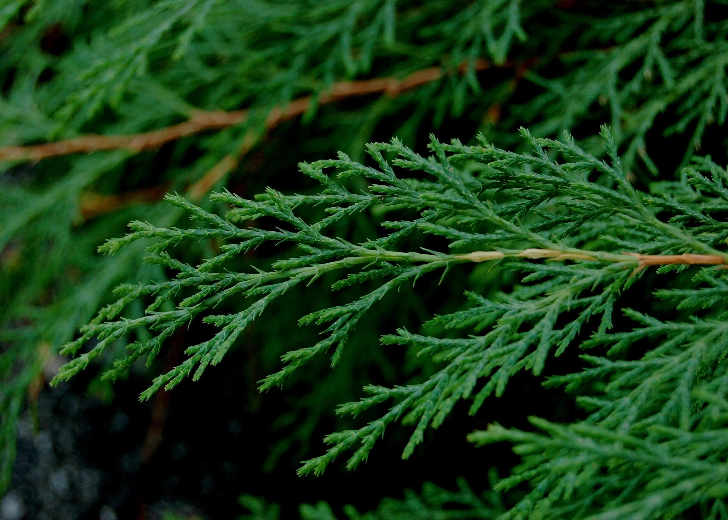 Microbiota — Sunnyside Nursery